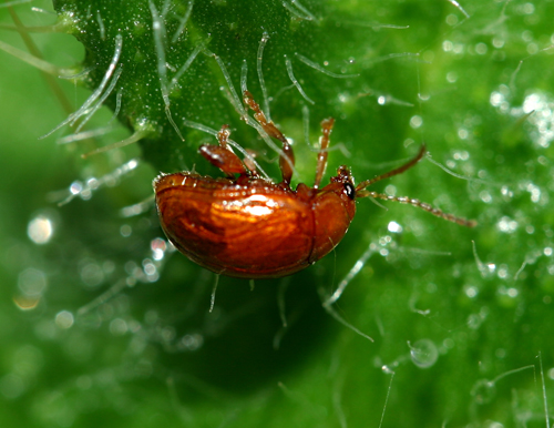 Populi - Bilddatenbank · Bilder-Enzyklopädie der Insekten- und Planzenwelt