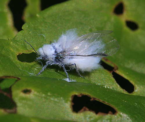 Populi - Bilddatenbank · Bilder-Enzyklopädie der Insekten- und Planzenwelt