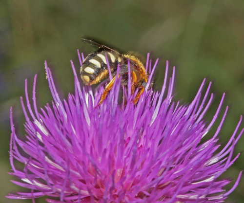 Populi - Bilddatenbank · Bilder-Enzyklopädie der Insekten- und Planzenwelt
