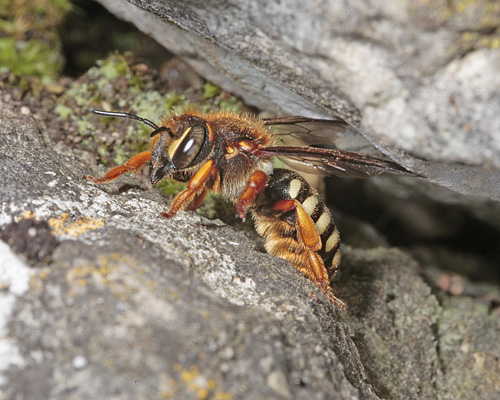 Populi - Bilddatenbank · Bilder-Enzyklopädie der Insekten- und Planzenwelt