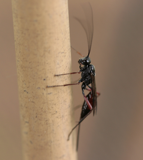 Populi - Bilddatenbank · Bilder-Enzyklopädie der Insekten- und Planzenwelt
