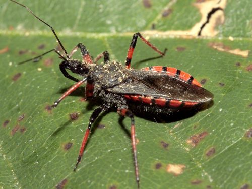 Populi - Bilddatenbank · Bilder-Enzyklopädie der Insekten- und Planzenwelt
