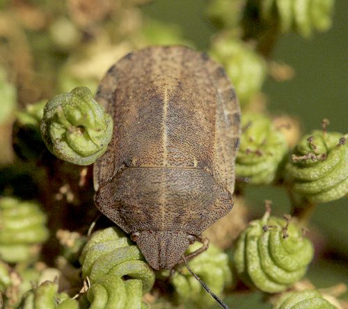 Populi - Bilddatenbank · Bilder-Enzyklopädie der Insekten- und Planzenwelt