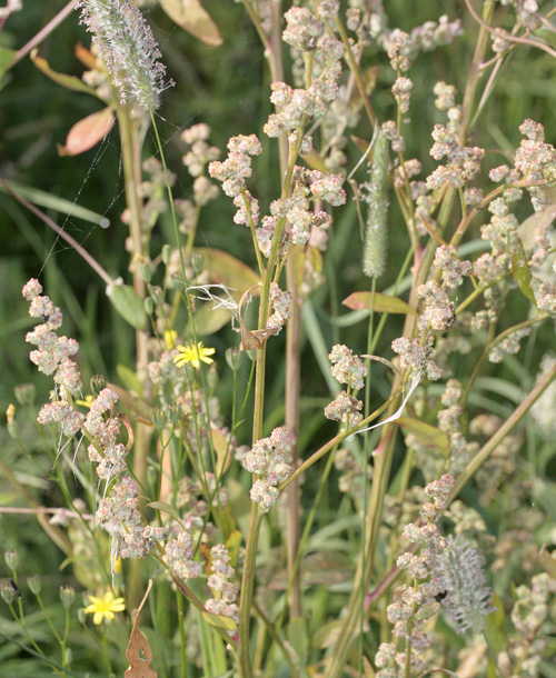 Populi - Bilddatenbank · Bilder-Enzyklopädie der Insekten- und Planzenwelt