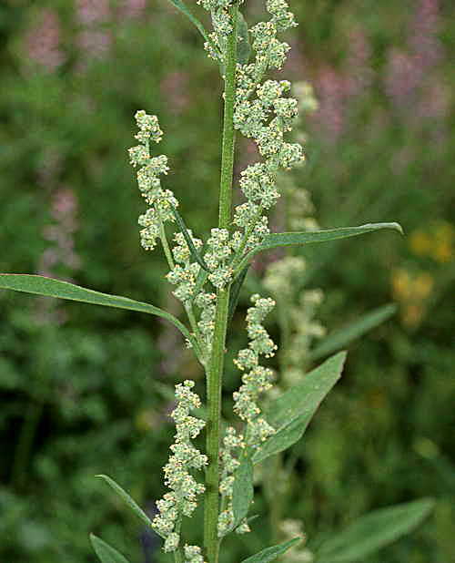 Populi - Bilddatenbank · Bilder-Enzyklopädie der Insekten- und Planzenwelt
